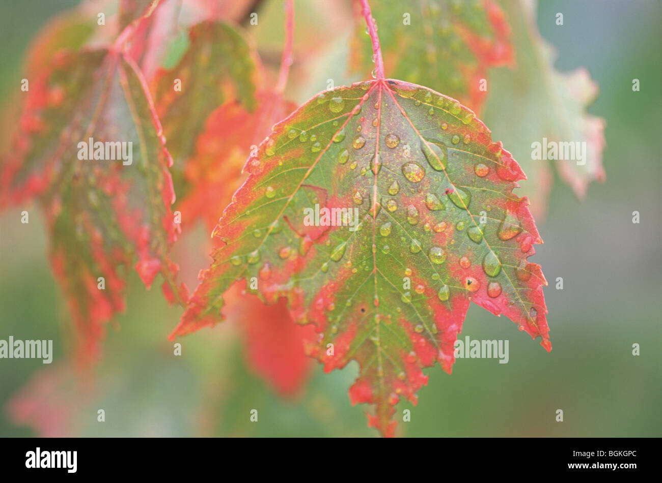 Water drops tree hi-res stock photography and images - Alamy