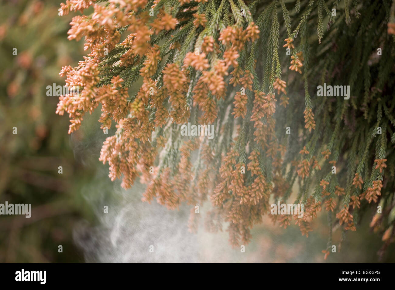 Being blown by wind hi-res stock photography and images - Alamy