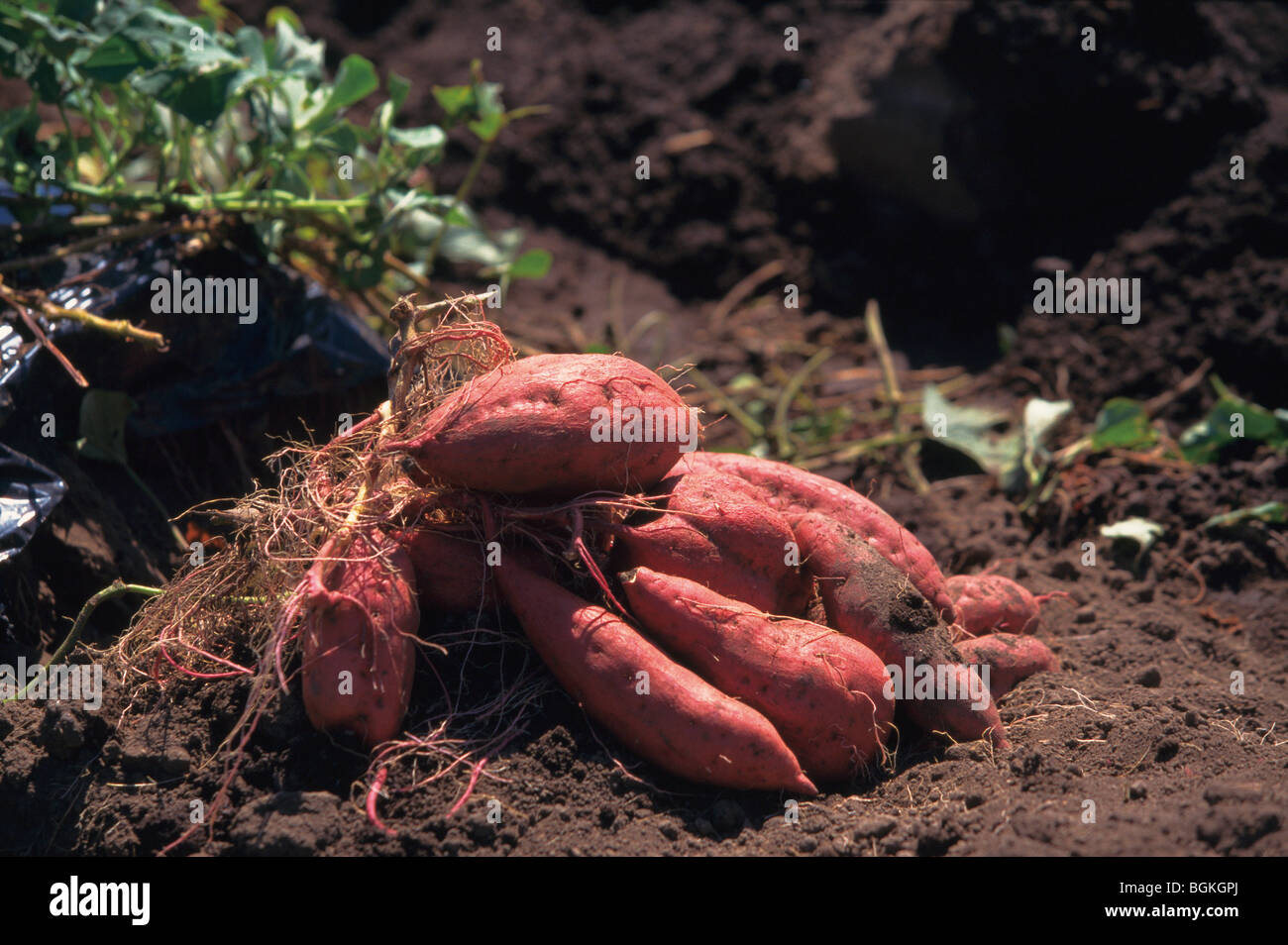 Sweet potatoes in field Stock Photo - Alamy