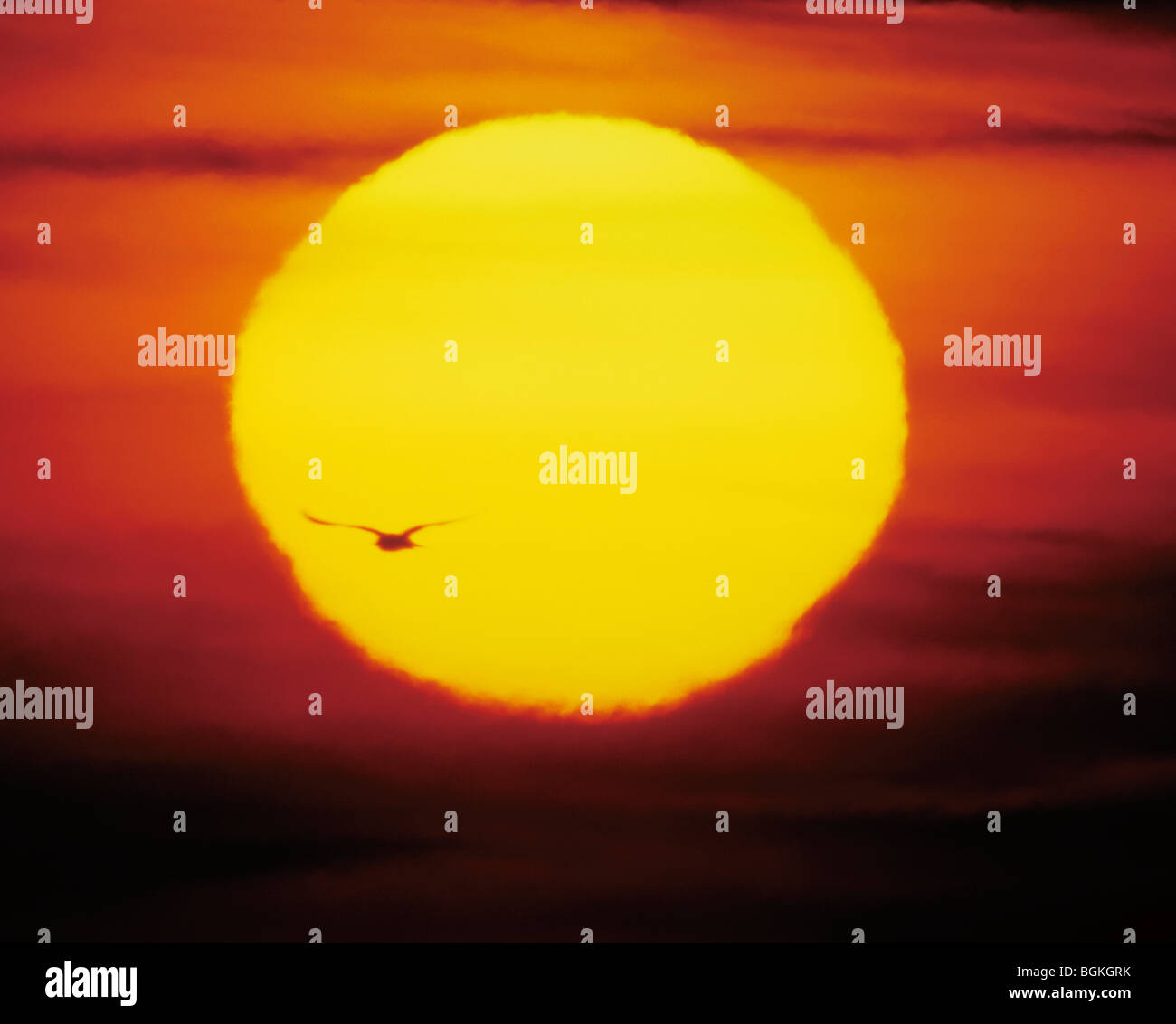Sun and silhouette of bird flying Stock Photo - Alamy