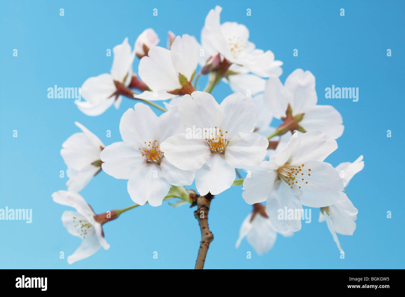 Cherry flowers close up blue background Stock Photo - Alamy