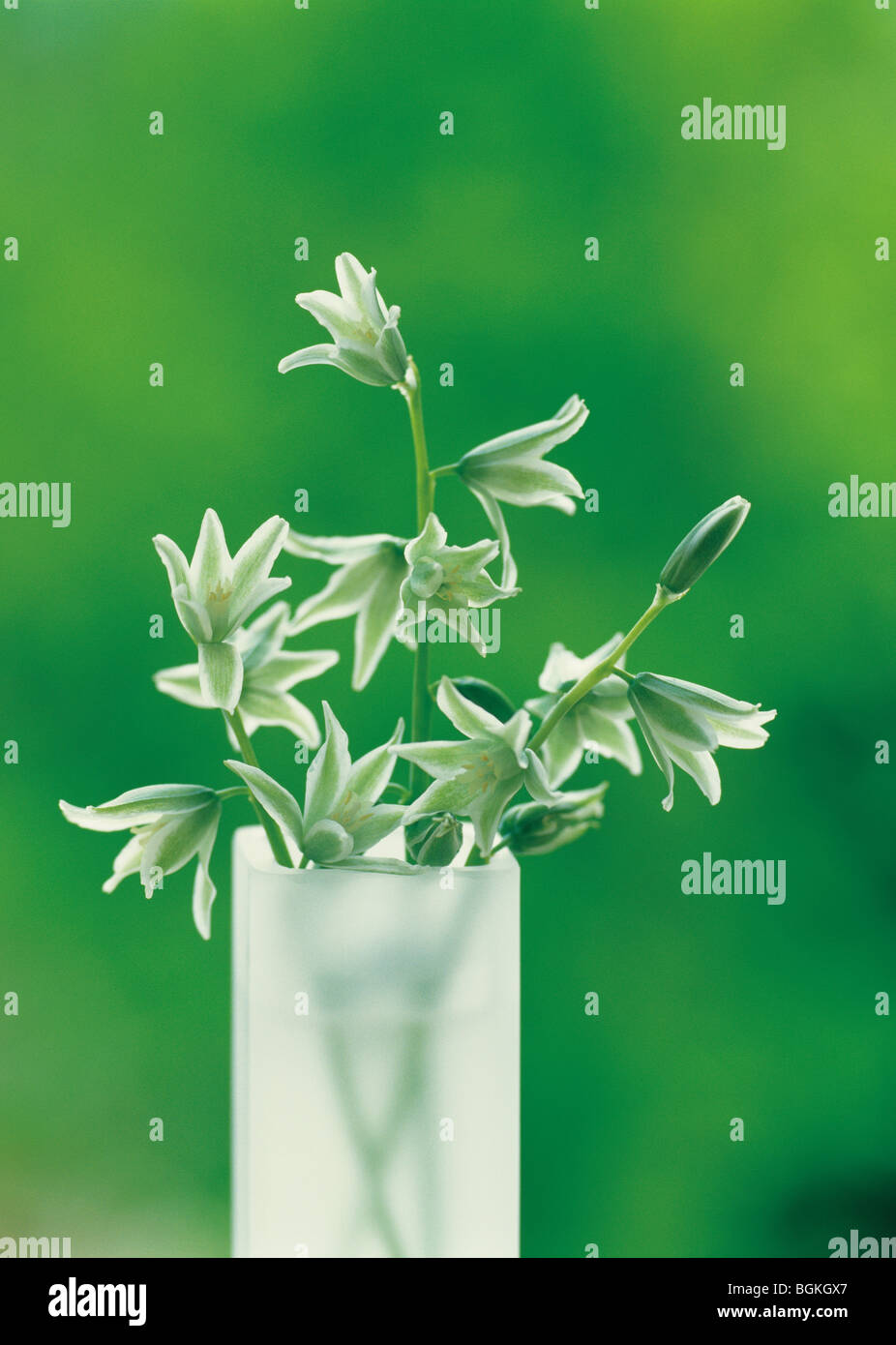 Drooping Star of Bethlehem Stock Photo - Alamy