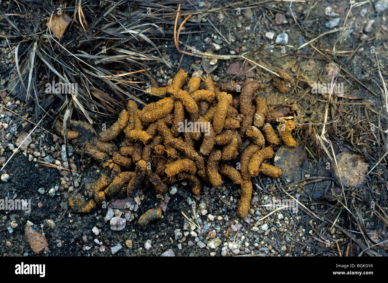 Black grouse (Lyrurus tetrix / Tetrao tetrax) droppings Stock Photo - Alamy