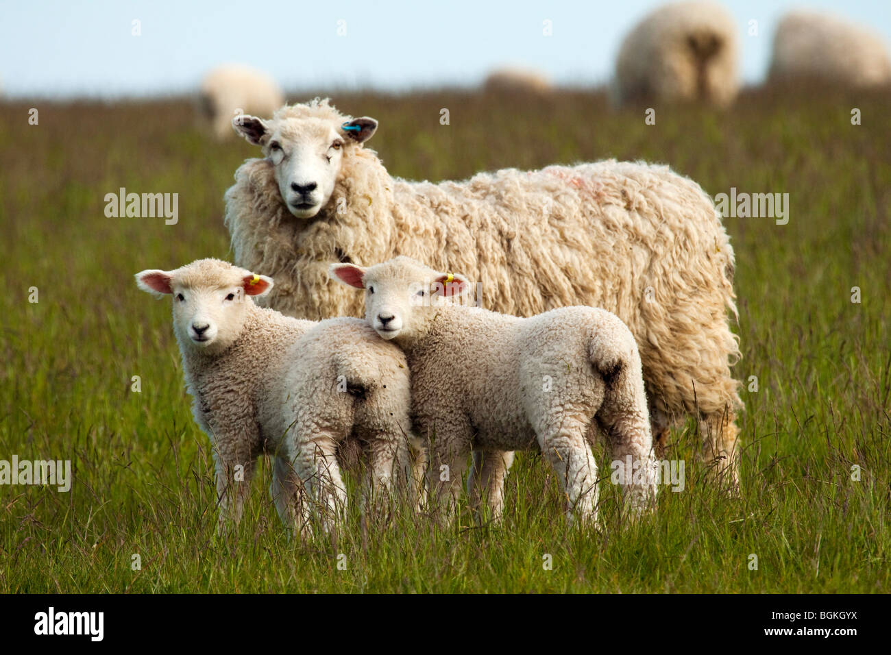 Two lambs in a pasture hi-res stock photography and images - Alamy