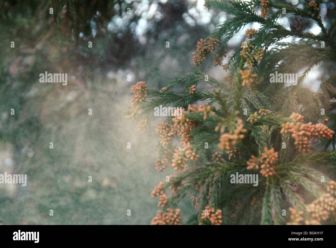 Japanese cedar pollens being blown by wind Stock Photo - Alamy