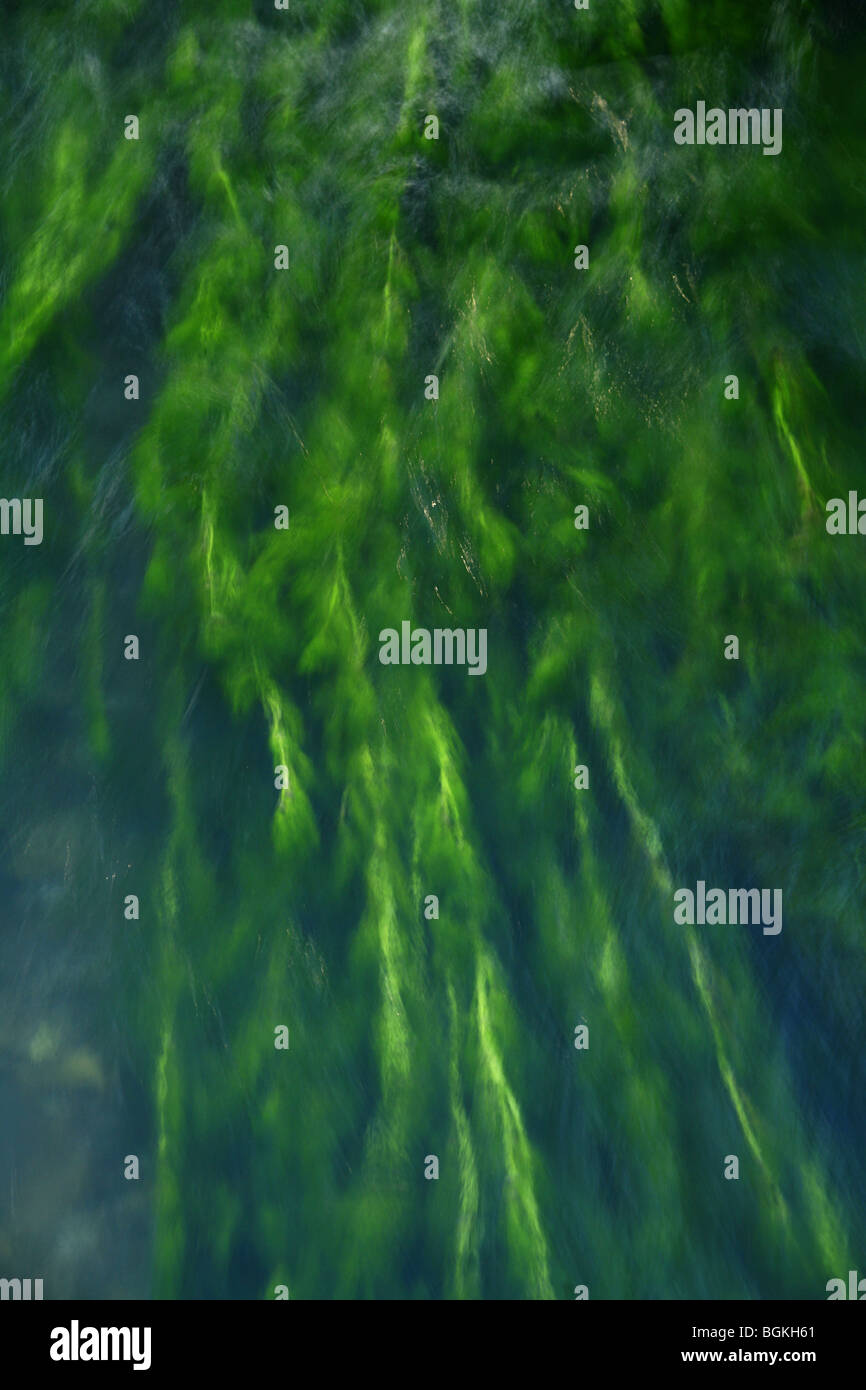 A photograph of water weed waving in a flowing river Stock Photo - Alamy