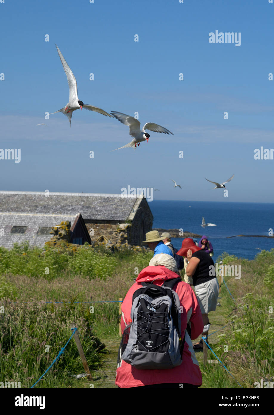 Terns aggression hi-res stock photography and images - Alamy