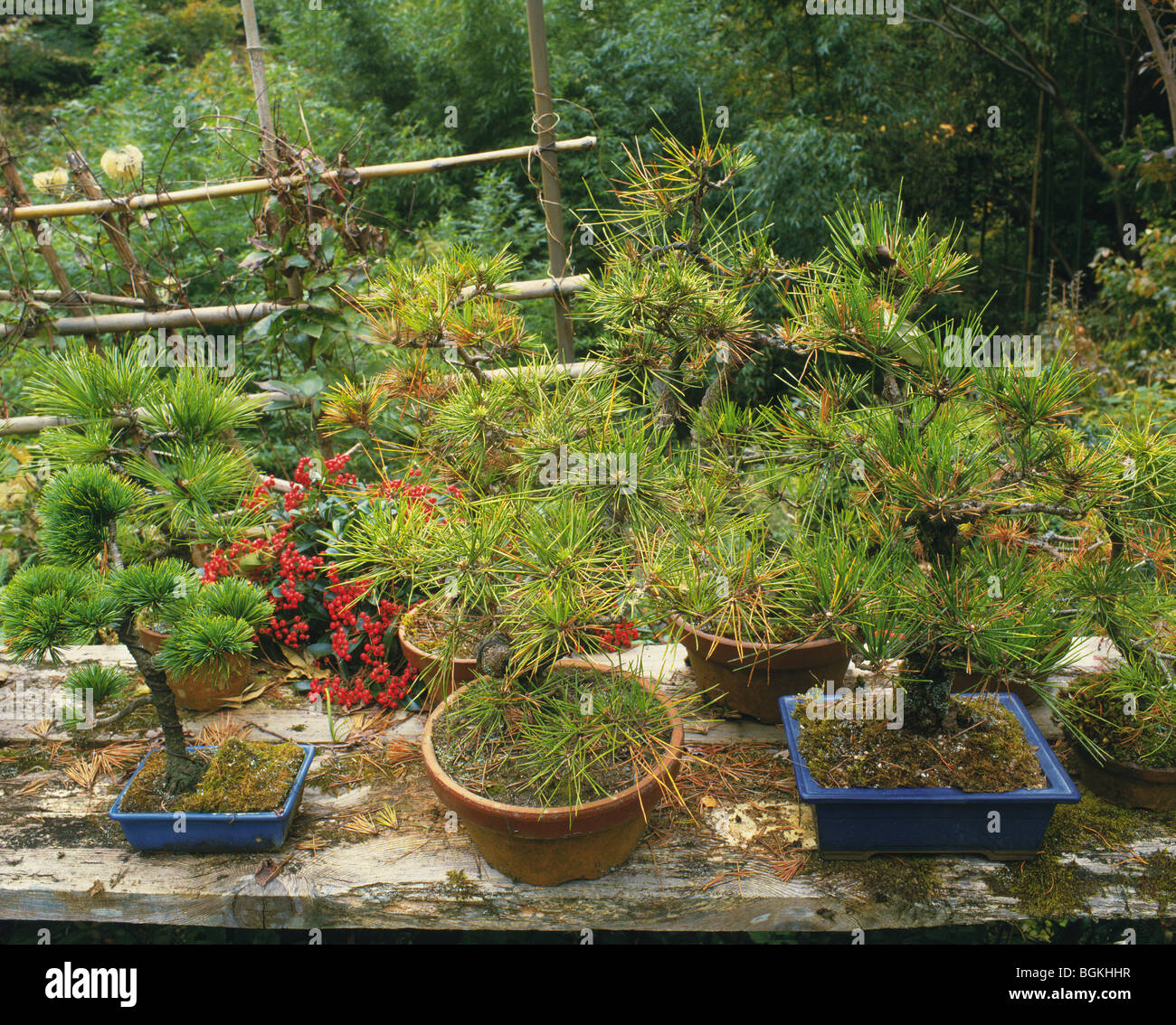 Dwarf trees growing in pots Stock Photo - Alamy