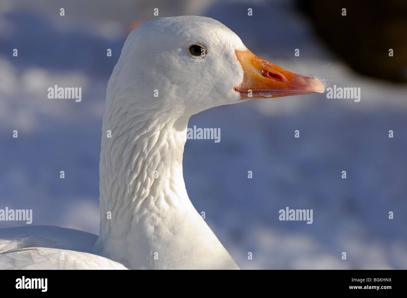 Profile portrait, head and neck of white Farmyard Goose in snow Stock ...