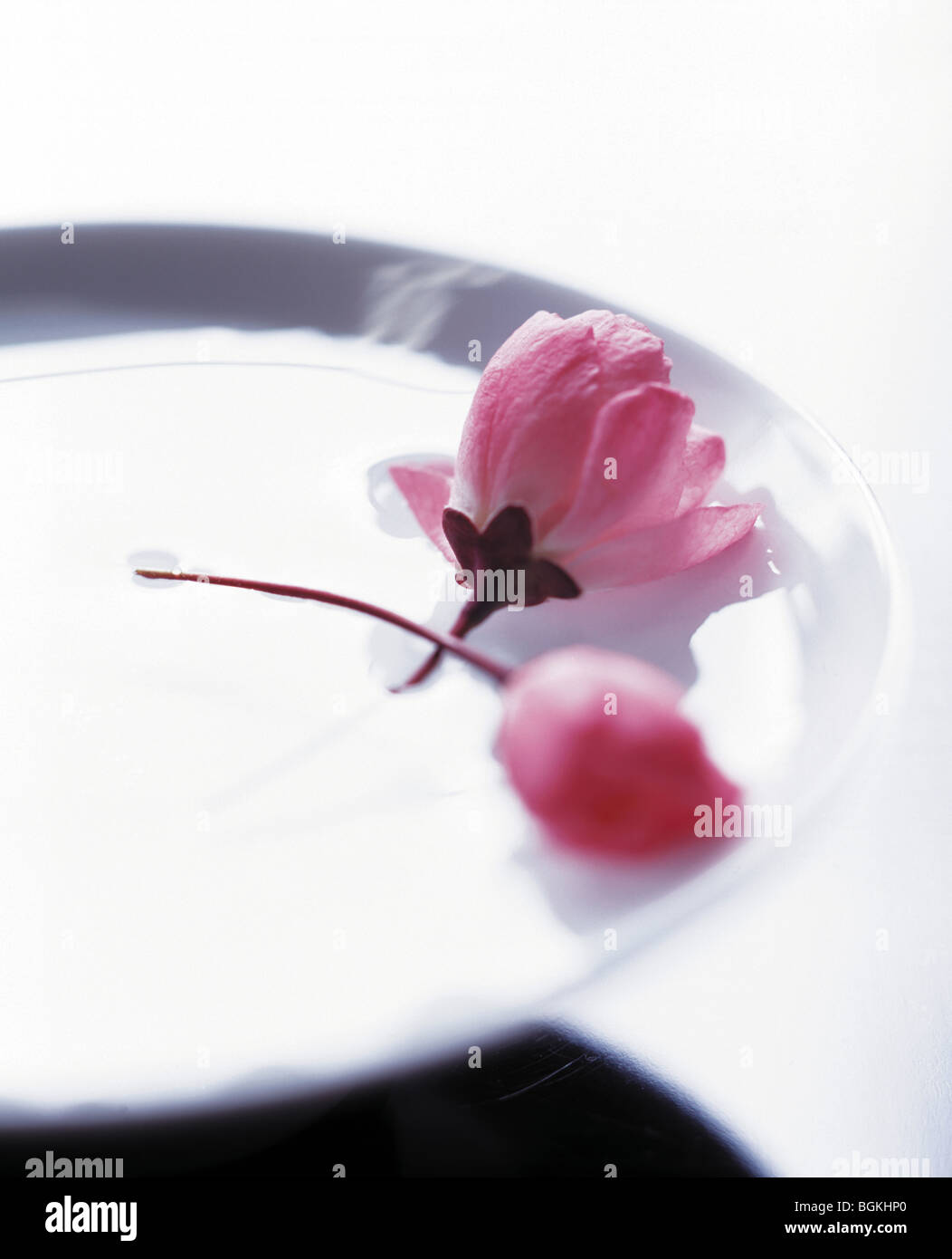 Pink flowers in plate of water Stock Photo - Alamy
