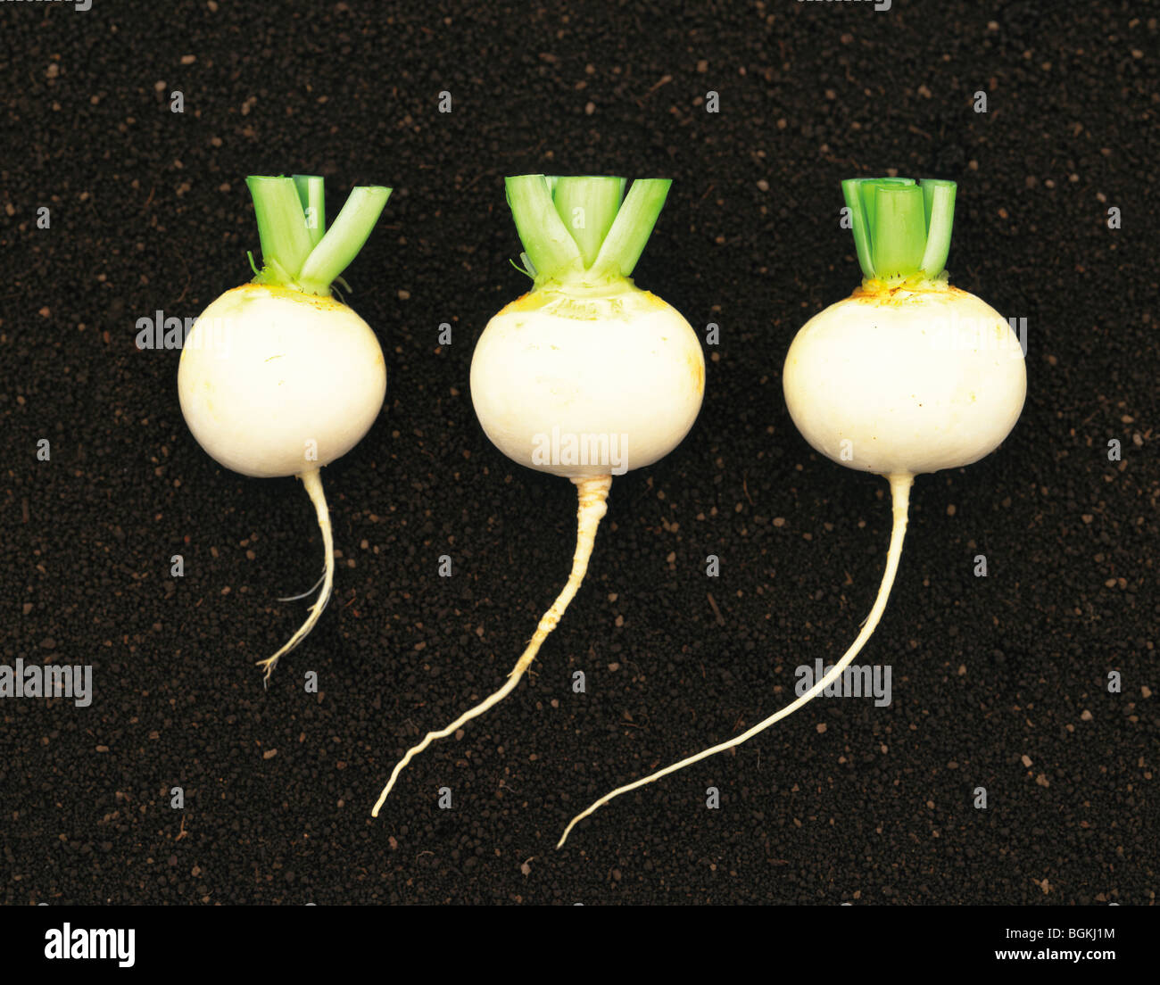 Turnips on soil Stock Photo - Alamy
