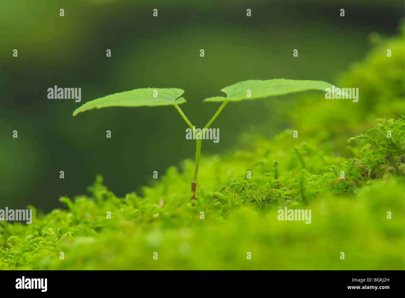 Seedling growing in moss Stock Photo - Alamy