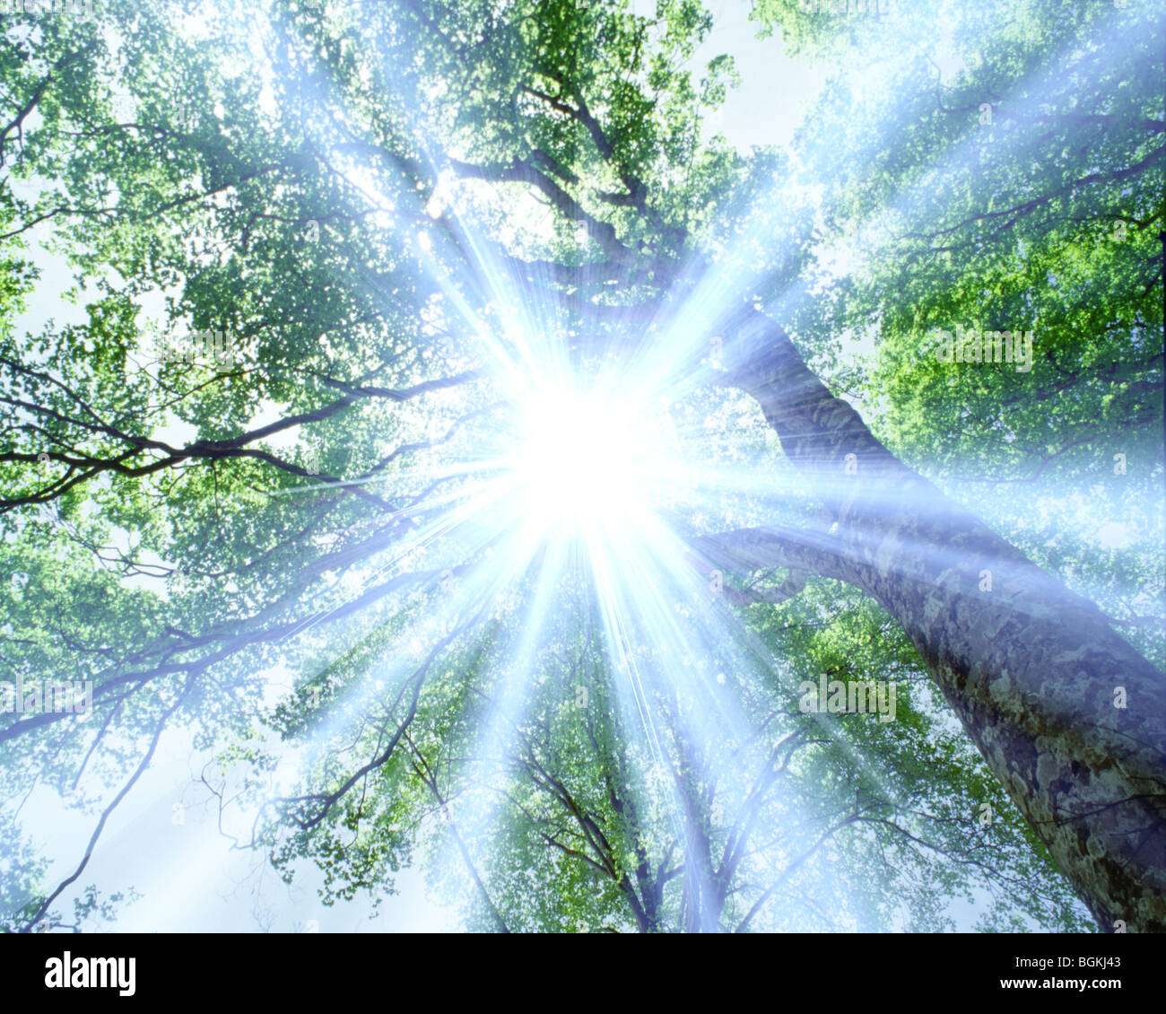 Sunbeams shining through trees low angle view hi-res stock photography ...