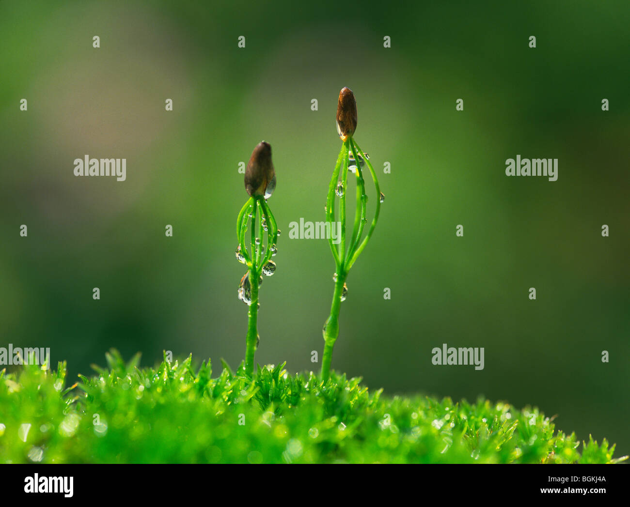 Pine tree sprouts Stock Photo - Alamy