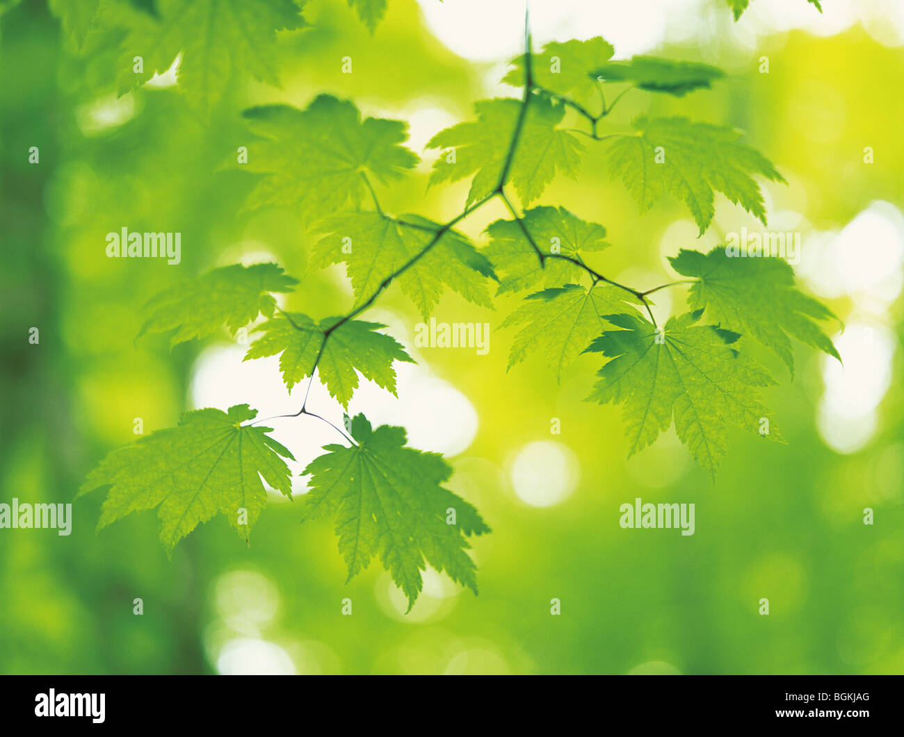 Green maple leaves Stock Photo - Alamy
