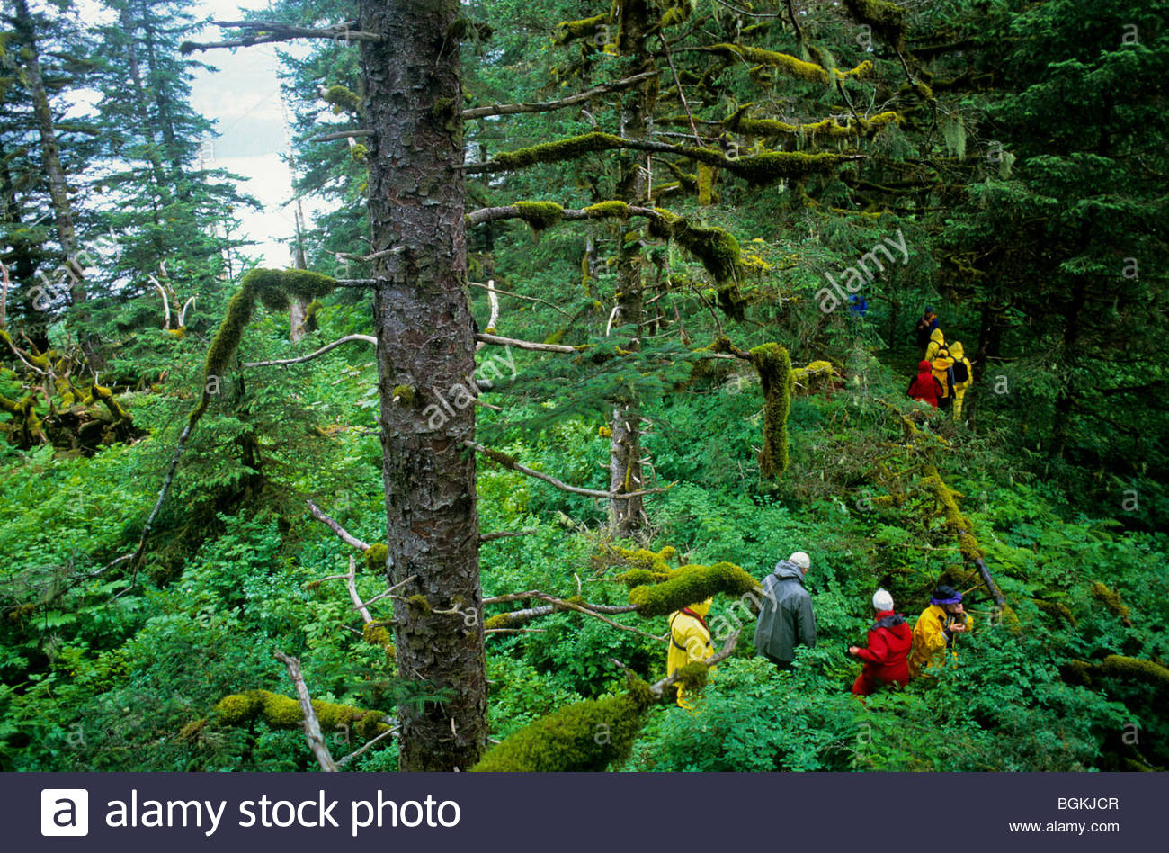 Berry Picking Alaska High Resolution Stock Photography and Images - Alamy