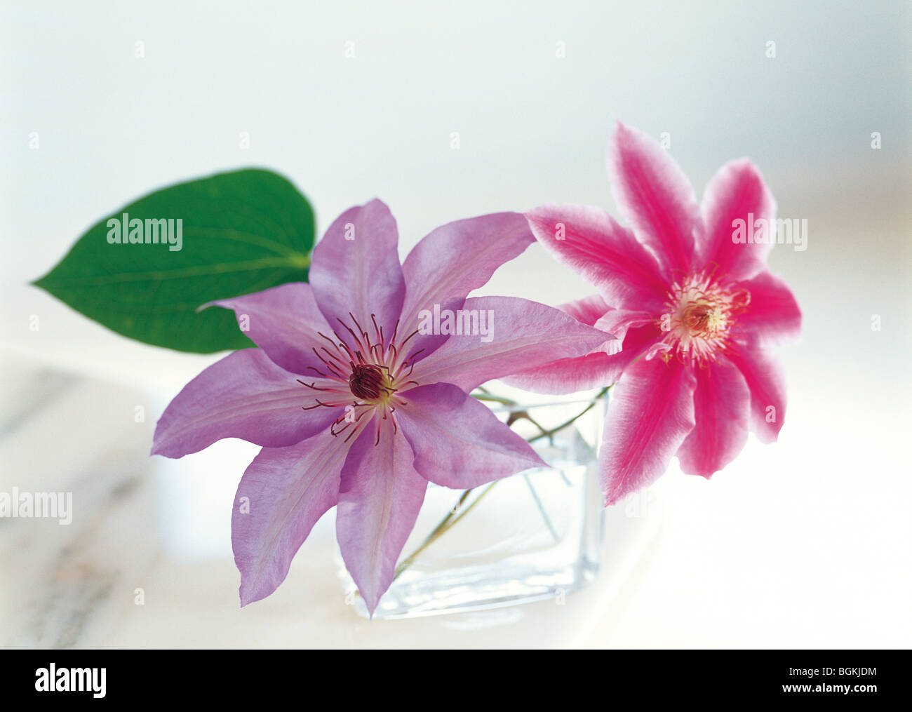 Small clematis hi-res stock photography and images - Alamy