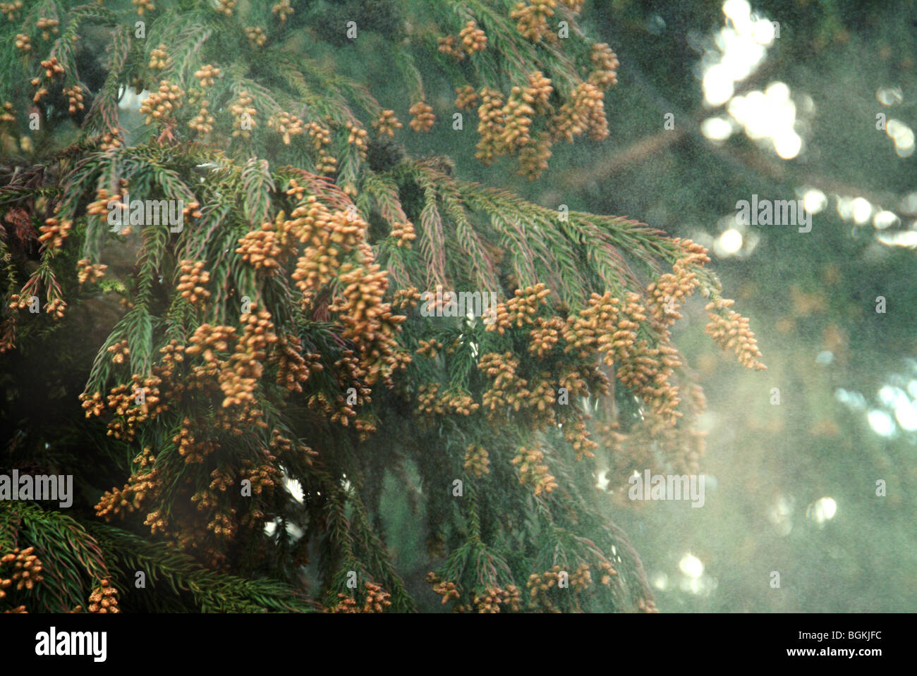 Cedar Pollen High Resolution Stock Photography and Images - Alamy