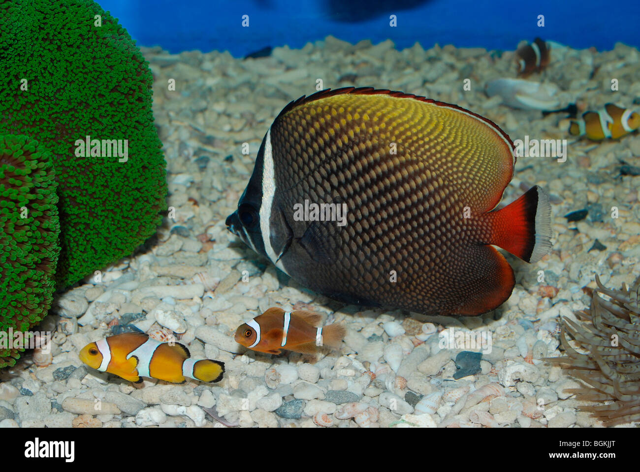 marine reef fish Stock Photo - Alamy