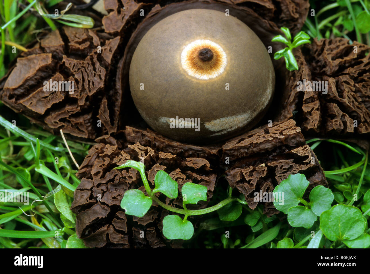 Collared earthstar / saucered earthstar / triple earthstar (Geastrum ...