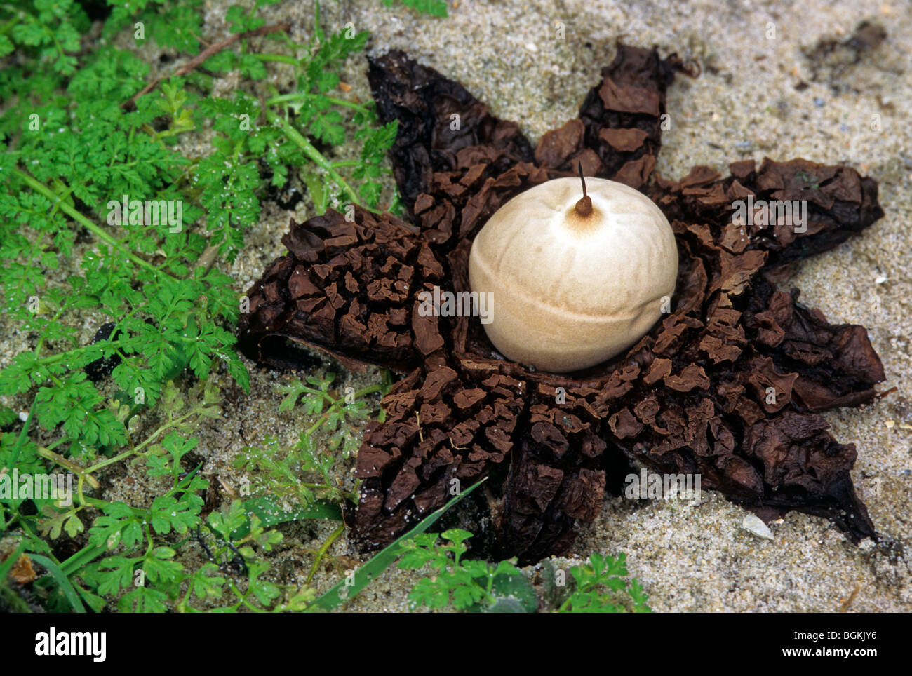 Collared earthstar / saucered earthstar / triple earthstar (Geastrum ...