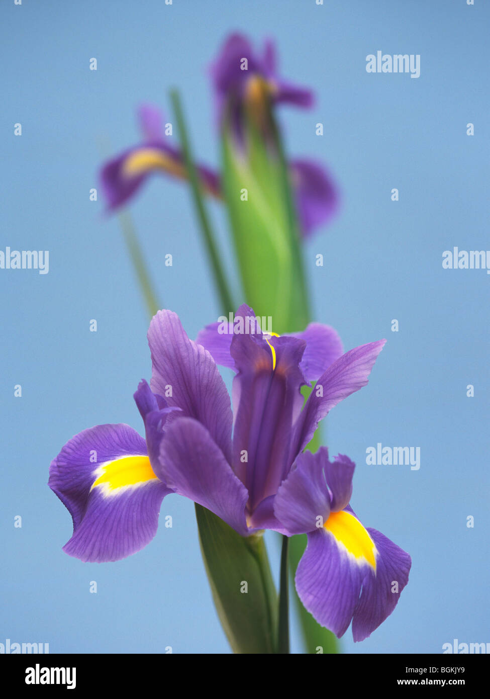 Two colored iris hi-res stock photography and images - Alamy