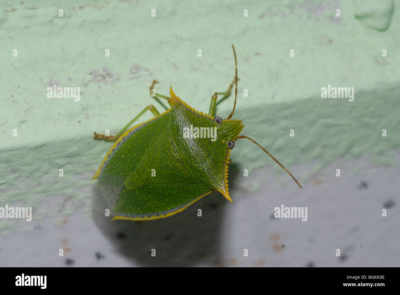 Green Shield Bug (unidentified Stock Photo - Alamy