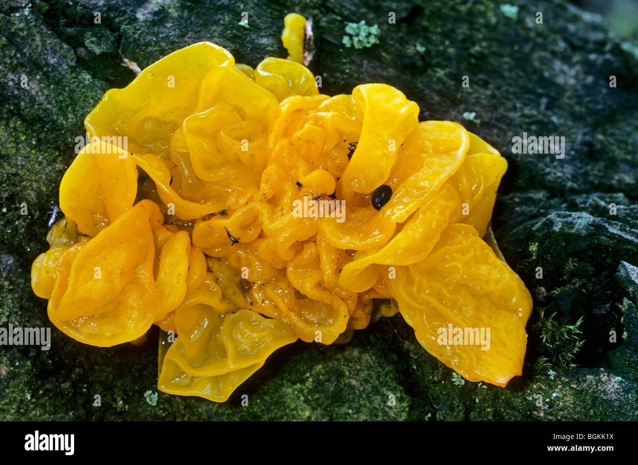Yellow brain fungus / golden jelly fungus / yellow trembler / witches ...