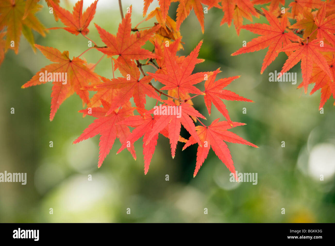 Japanese maple tree in autumn Stock Photo - Alamy