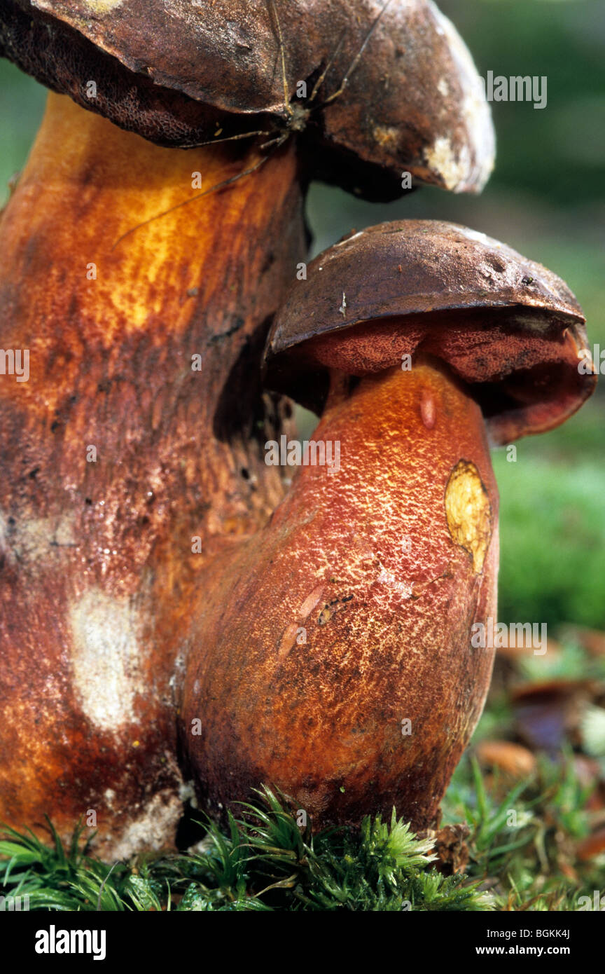 Dotted stem bolete / scarlatina bolete (Boletus erythropus / Boletus ...