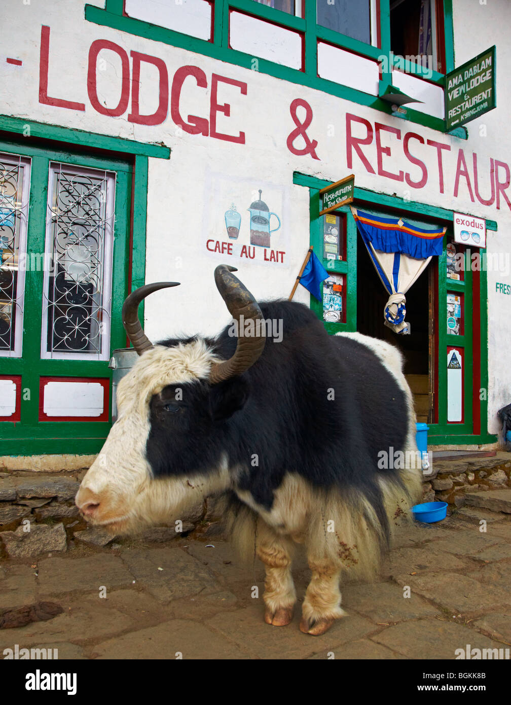 Tame beast hi-res stock photography and images - Alamy