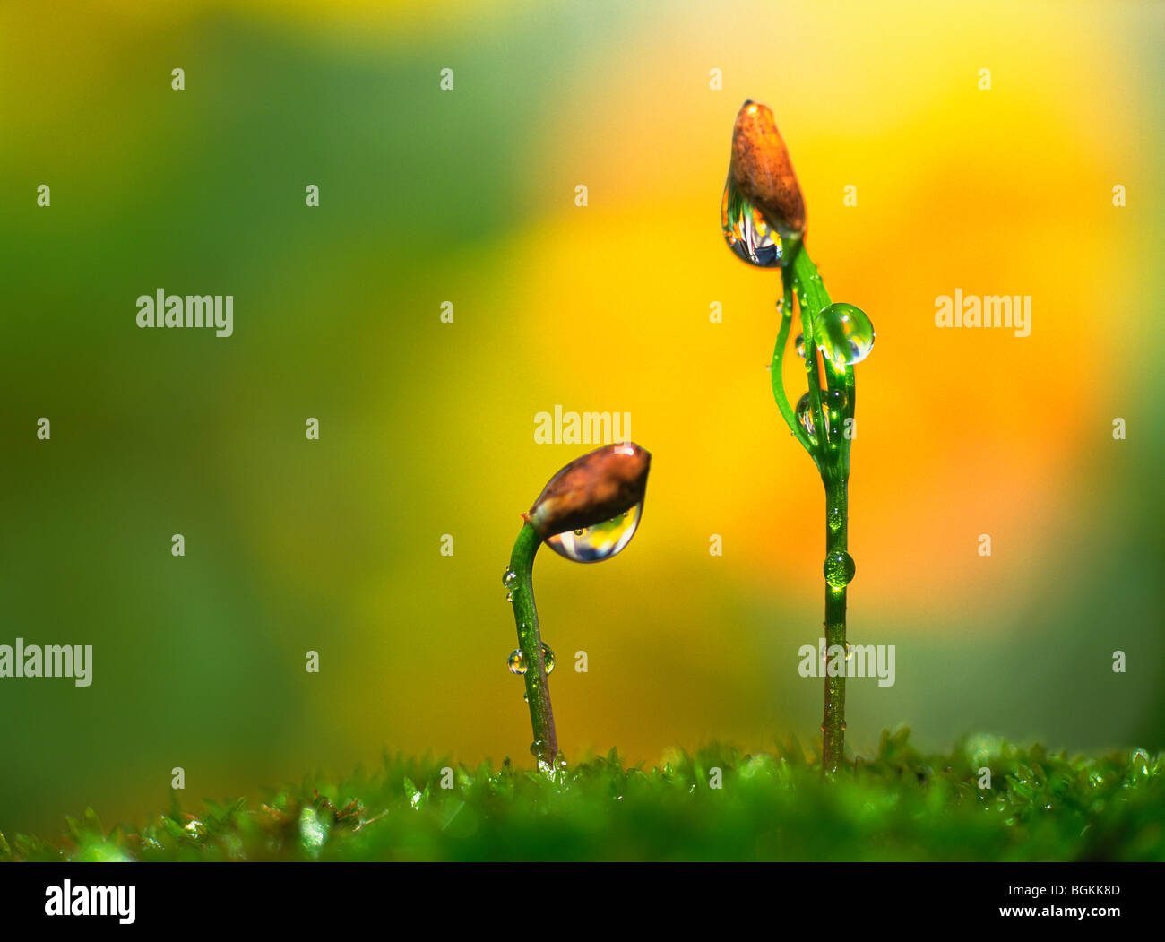 Saplings of pine tree Stock Photo - Alamy