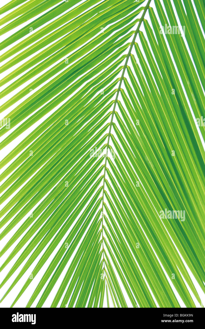 Palm tree leaf Stock Photo - Alamy