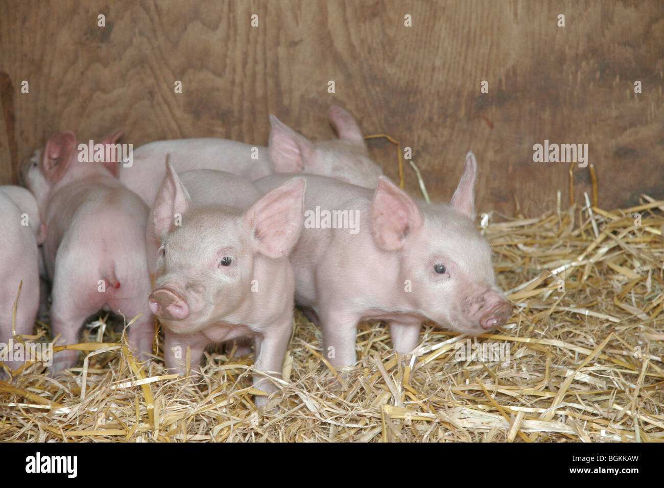 Piglets agriculture hi-res stock photography and images - Alamy