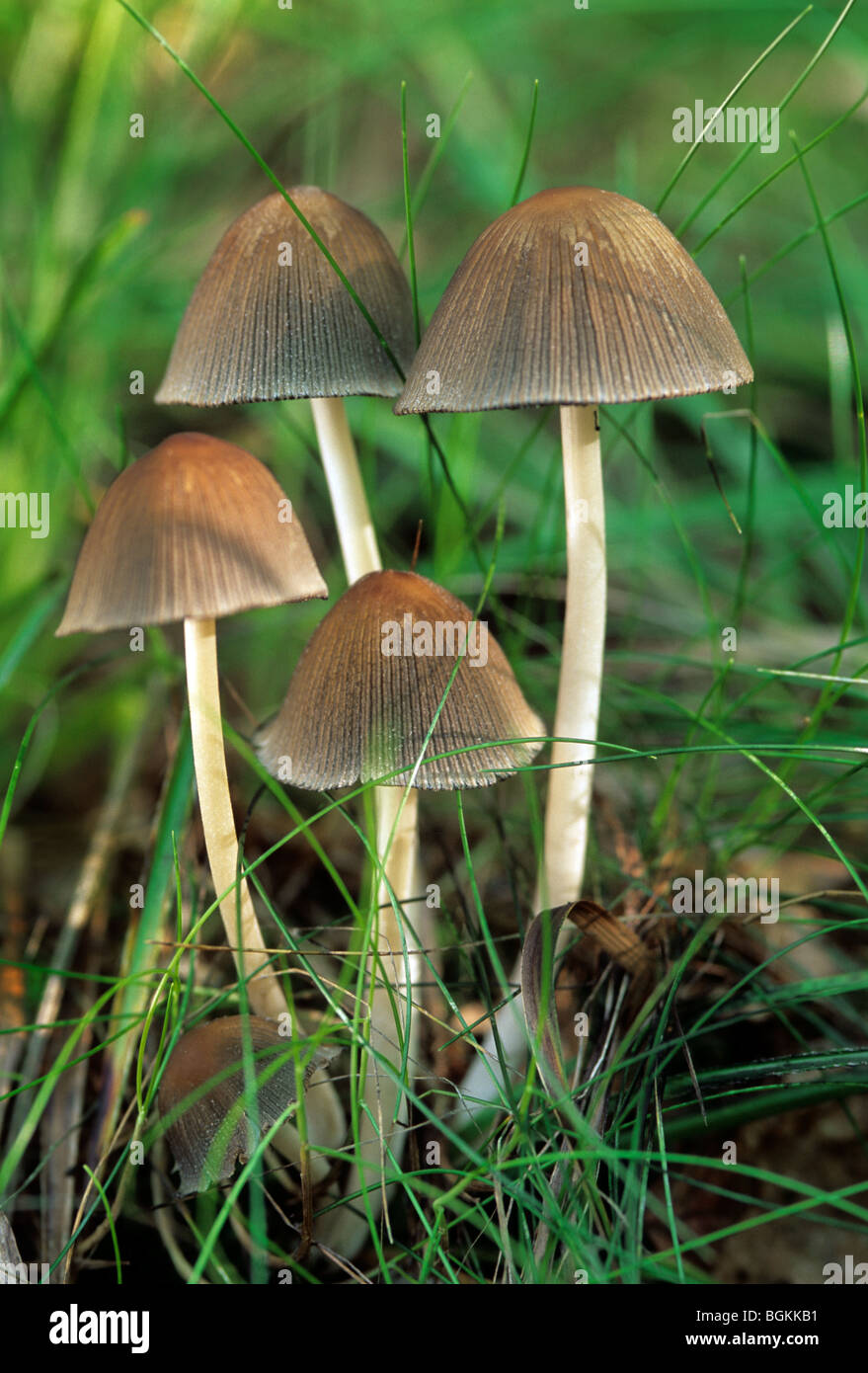 Mica caps hi-res stock photography and images - Alamy