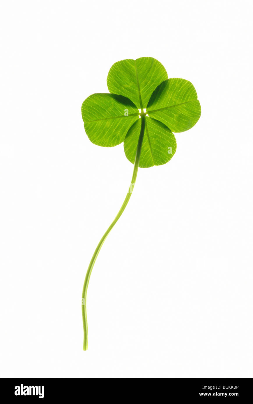 Four Leaf Clover Stock Photo - Alamy