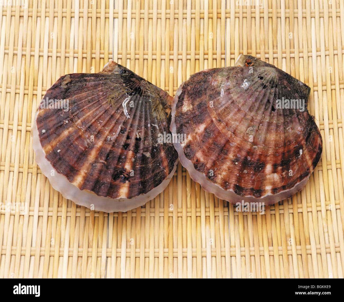 Two scallop shells Stock Photo - Alamy