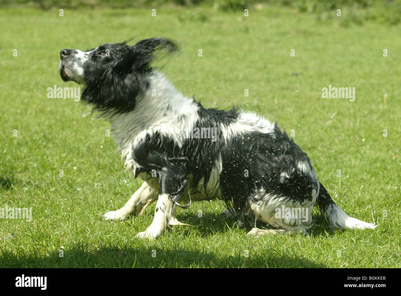 Wet springer spaniel dog hi-res stock photography and images - Alamy