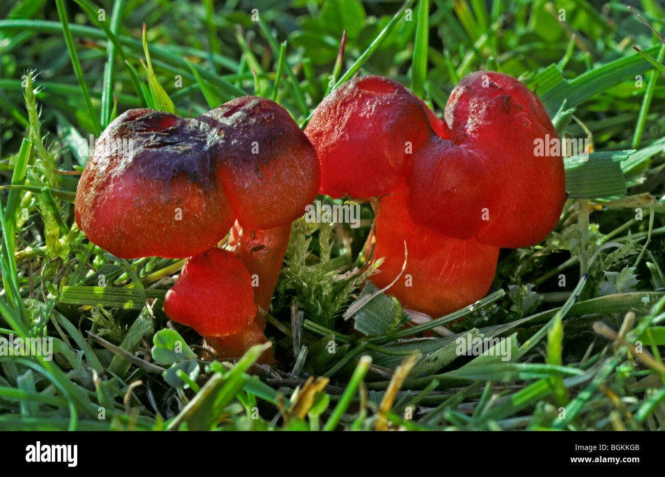Scarlet hood / scarlet waxcap / righteous red waxy cap (Hygrocybe ...