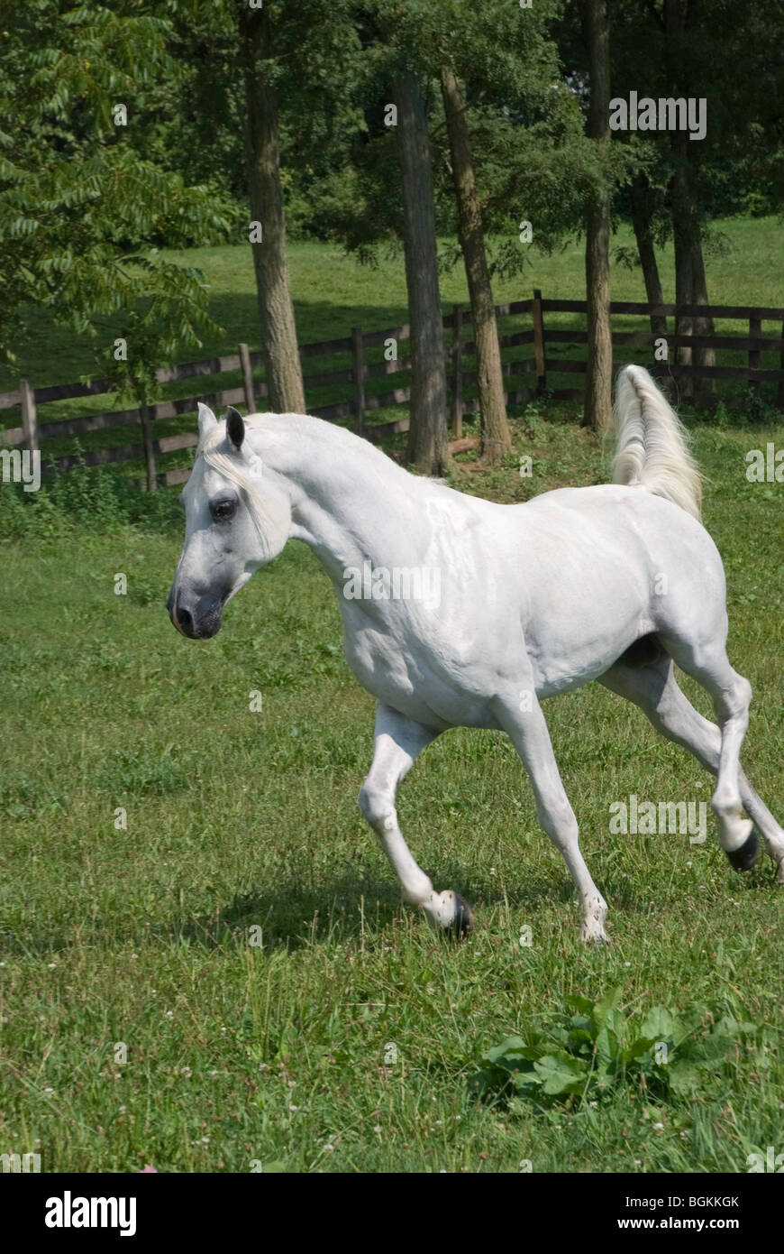 Horseplay hi-res stock photography and images - Alamy