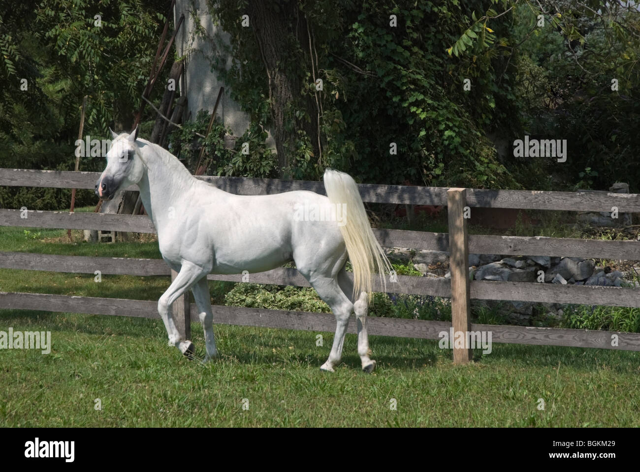 White Arabian Horse Standing