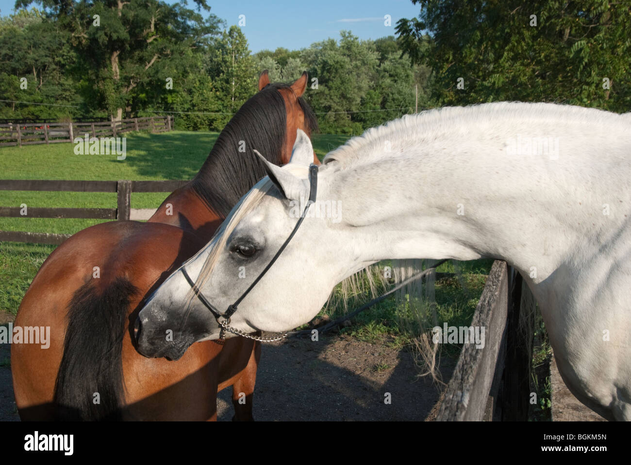 Mare and stallion mating hi-res stock photography and images - Alamy