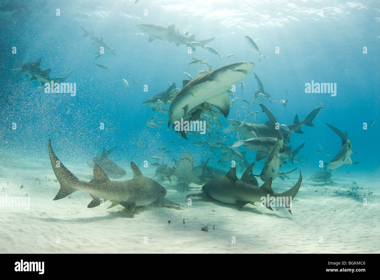 Lemon Sharks stir up the bottom as they circle and scavenge for food ...
