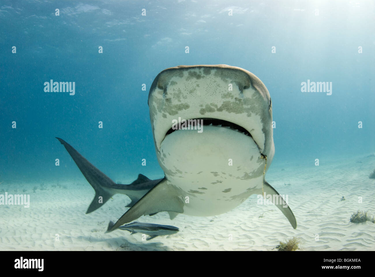 Close up shark face hi-res stock photography and images - Alamy