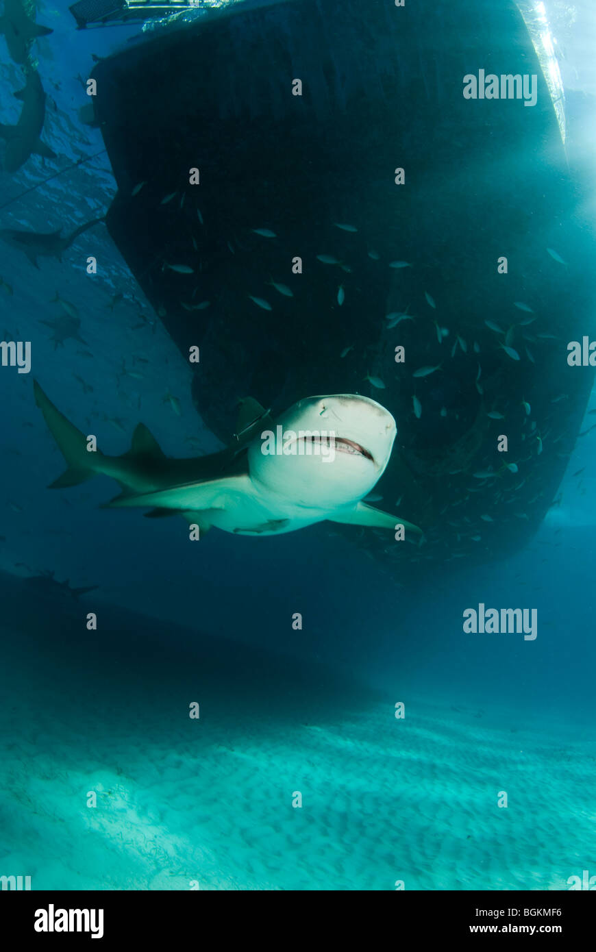 Shark eating fish hi-res stock photography and images - Alamy