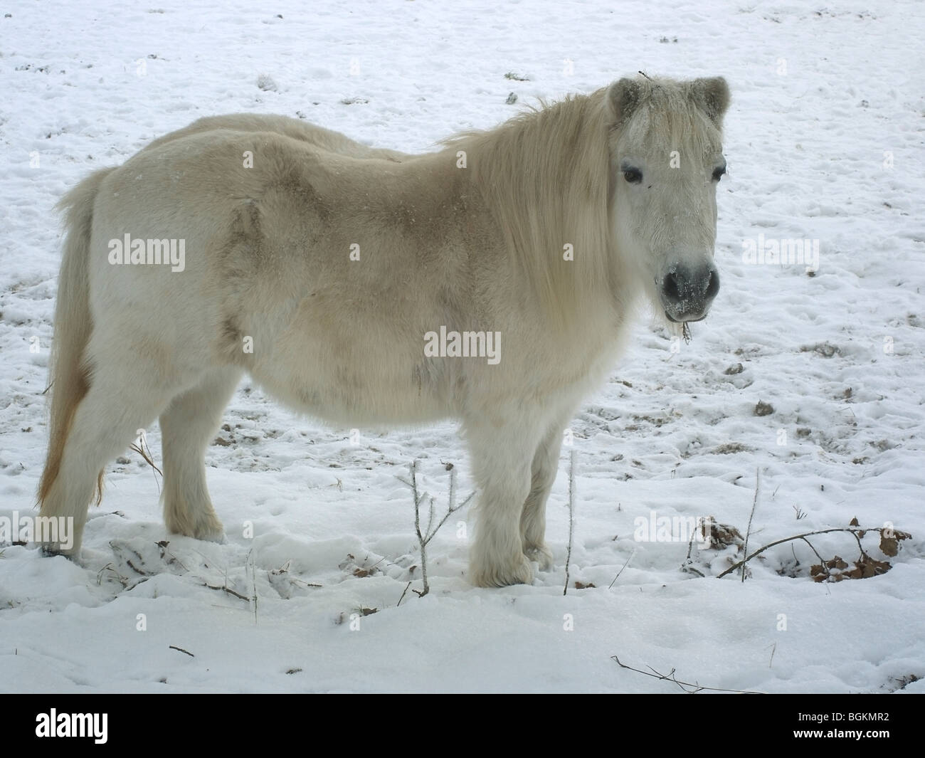 Grey shetland pony hi-res stock photography and images - Alamy