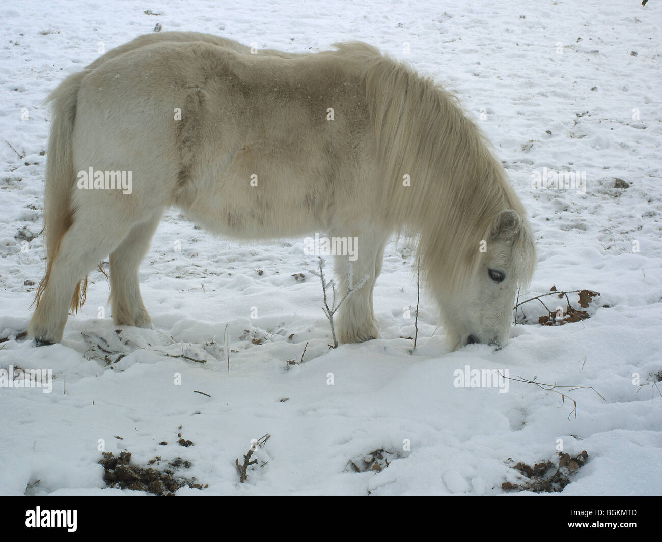 Shetland Pony ,Shetty, on a winterly pasture Stock Photo - Alamy