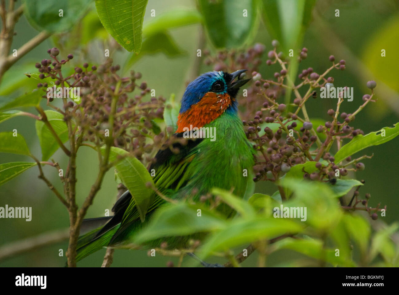 Mata atlantica birds hi-res stock photography and images - Alamy