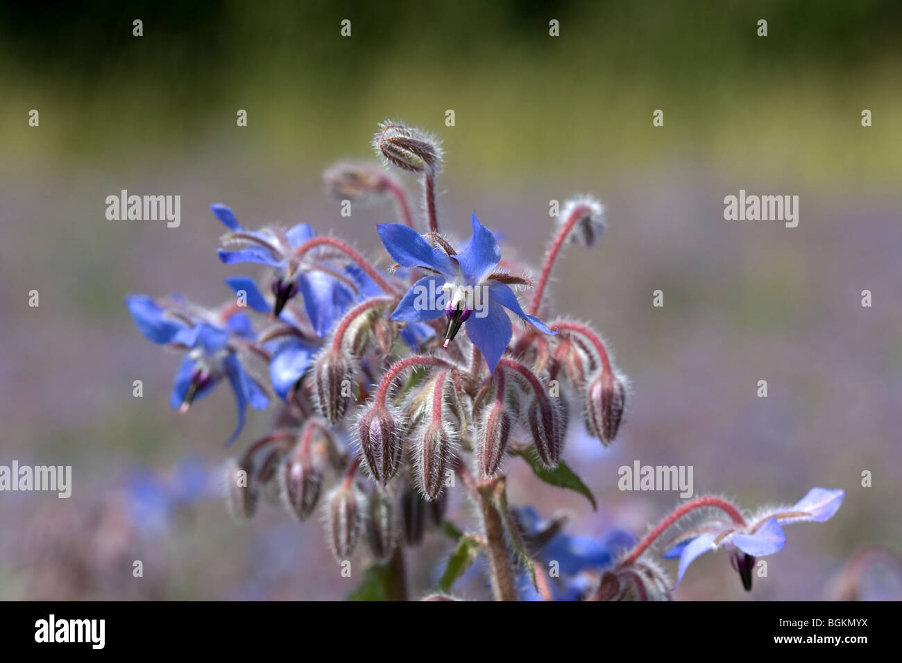 Borage Plant In Flower Stock Photo - Alamy