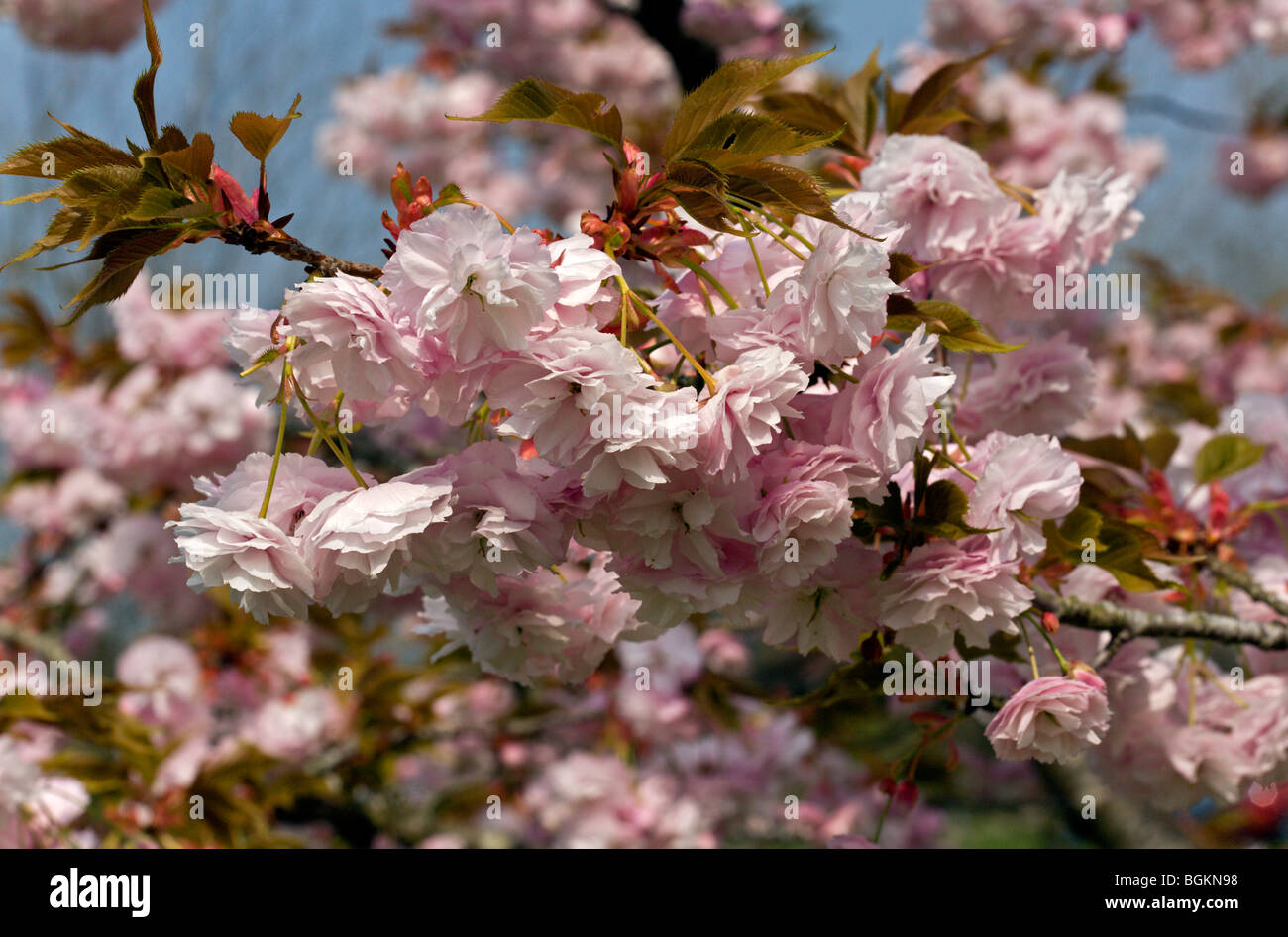 Pink Prunus Blossom (Ornamental Cherry Stock Photo - Alamy